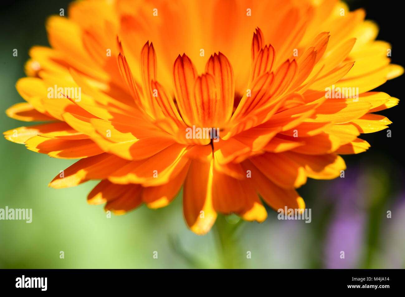 Orange colored marigold Stock Photo - Alamy