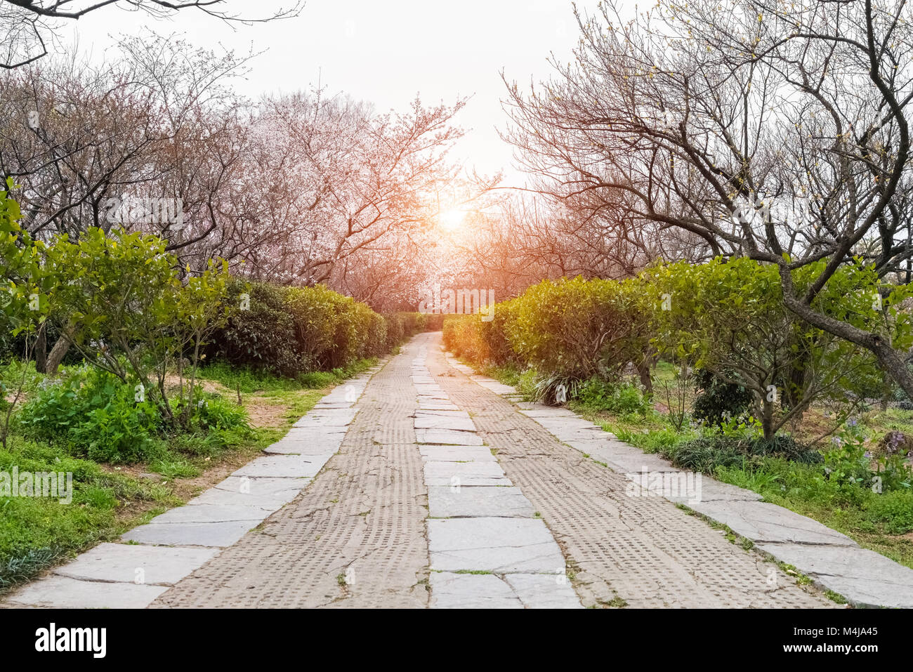footpath in park Stock Photo - Alamy