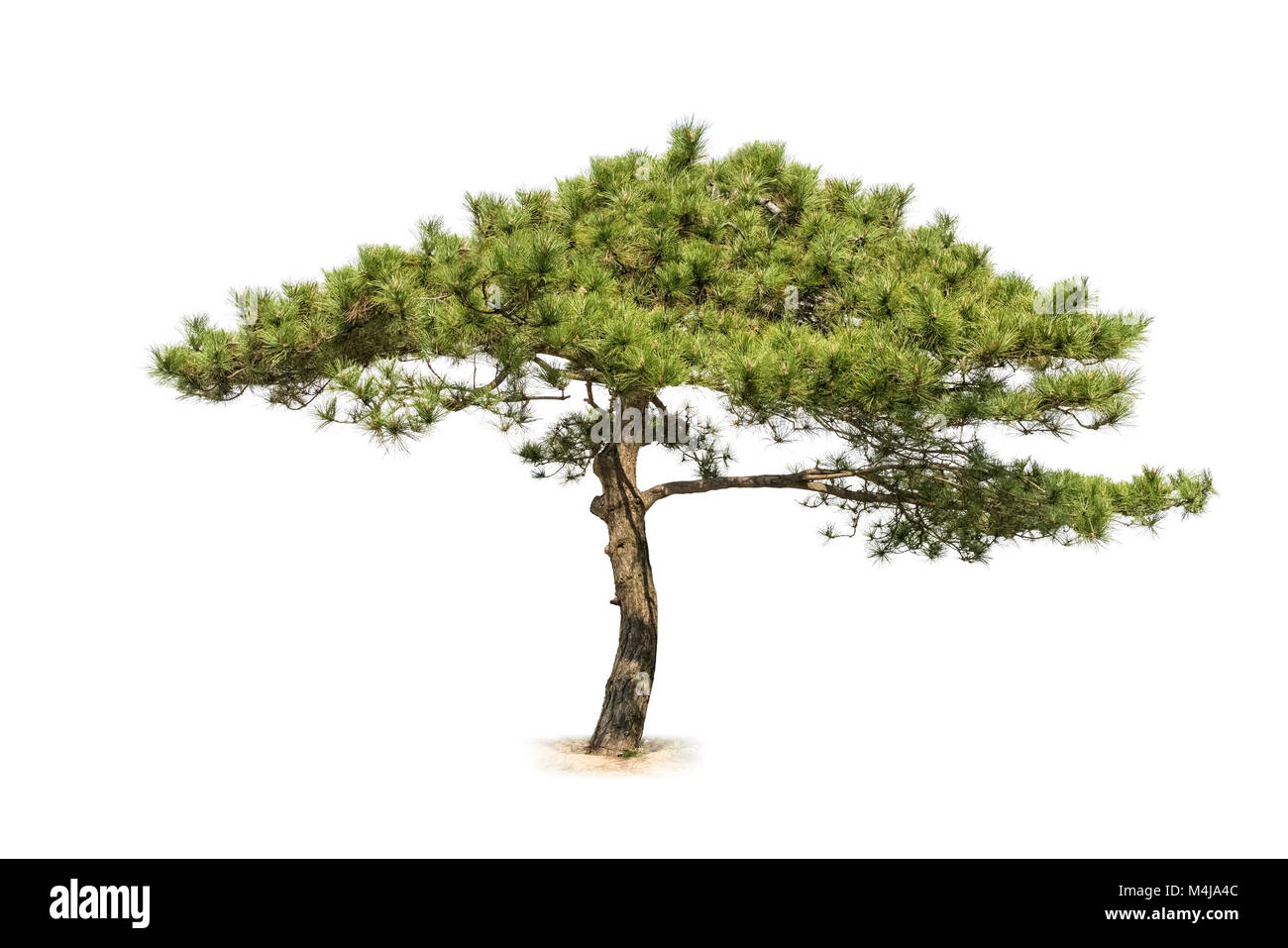 pine tree isolated Stock Photo - Alamy