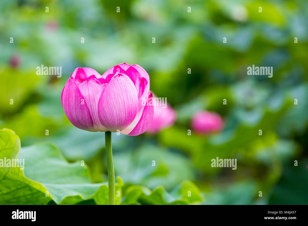 pink lotus flower in full bloom Stock Photo - Alamy