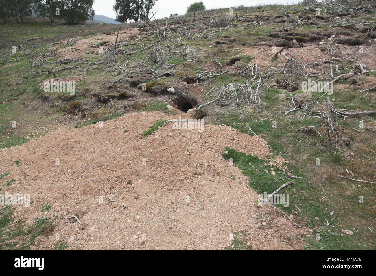 A heap of sand and stones created by rabbits digging out their burrows ...