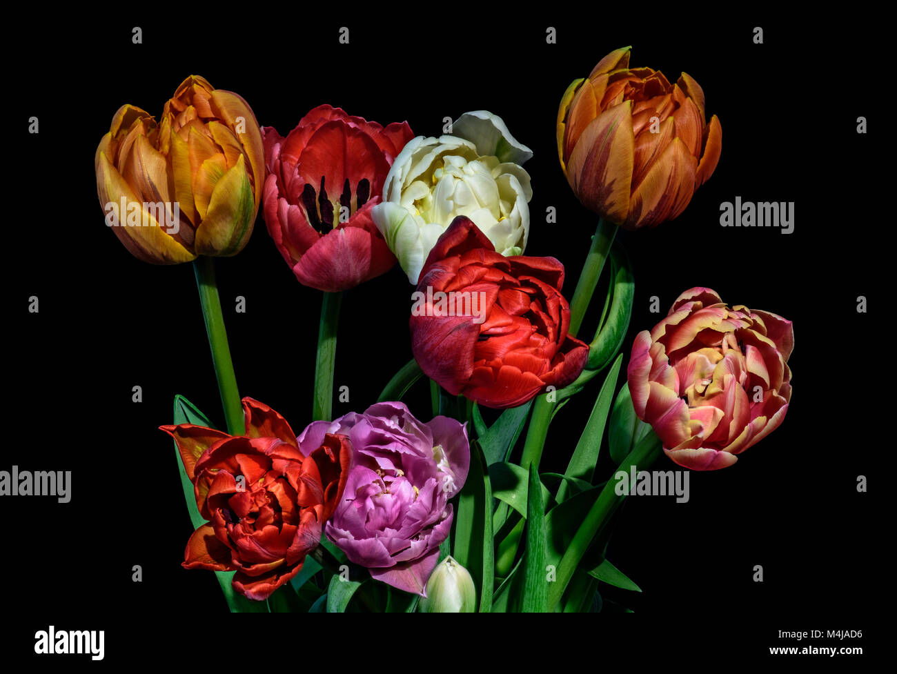 Fine art s floral till life colorful flower macro of a flowering tulip ...