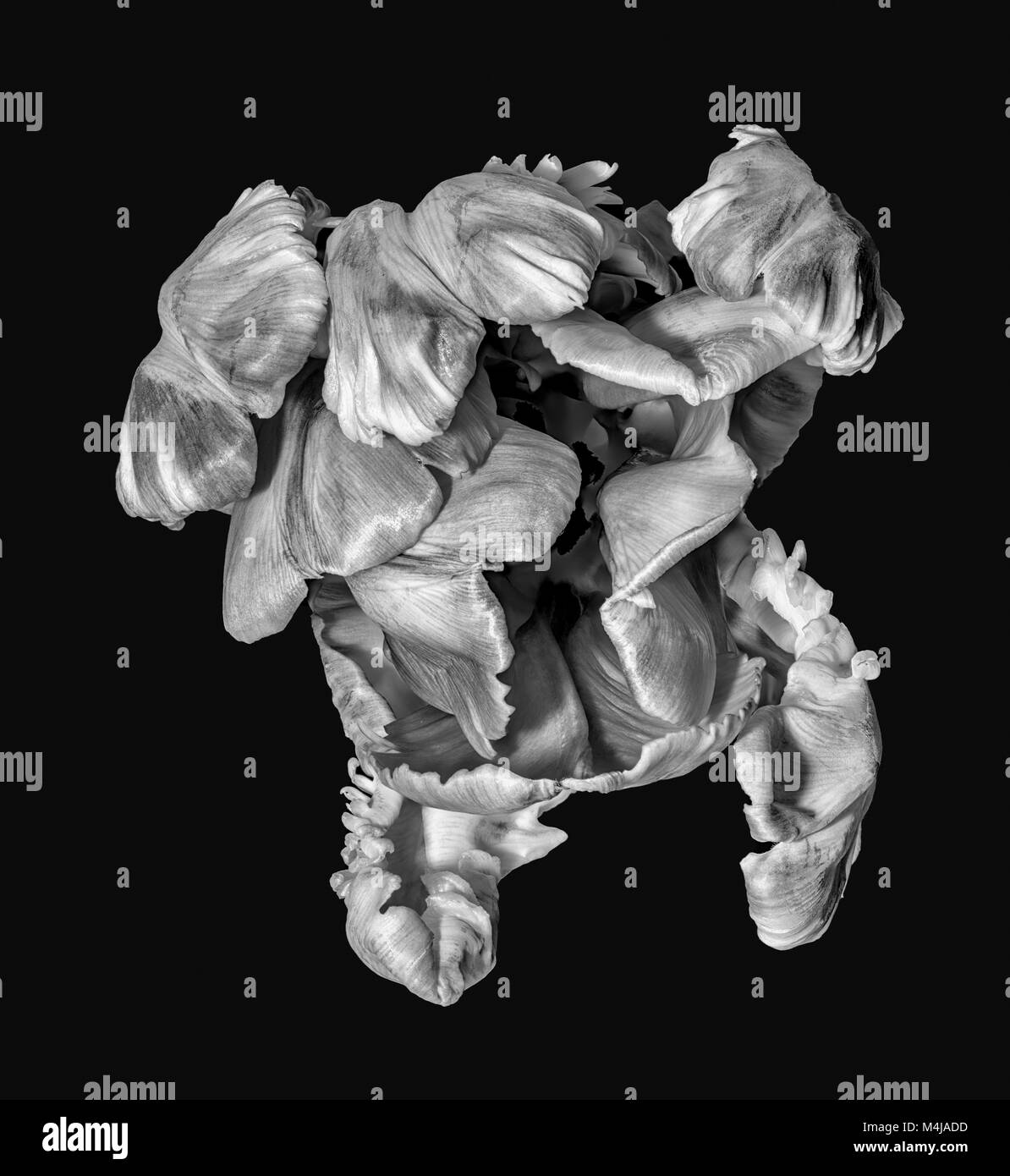 Fine art still life monochrome macro portrait fantasy of a single ...