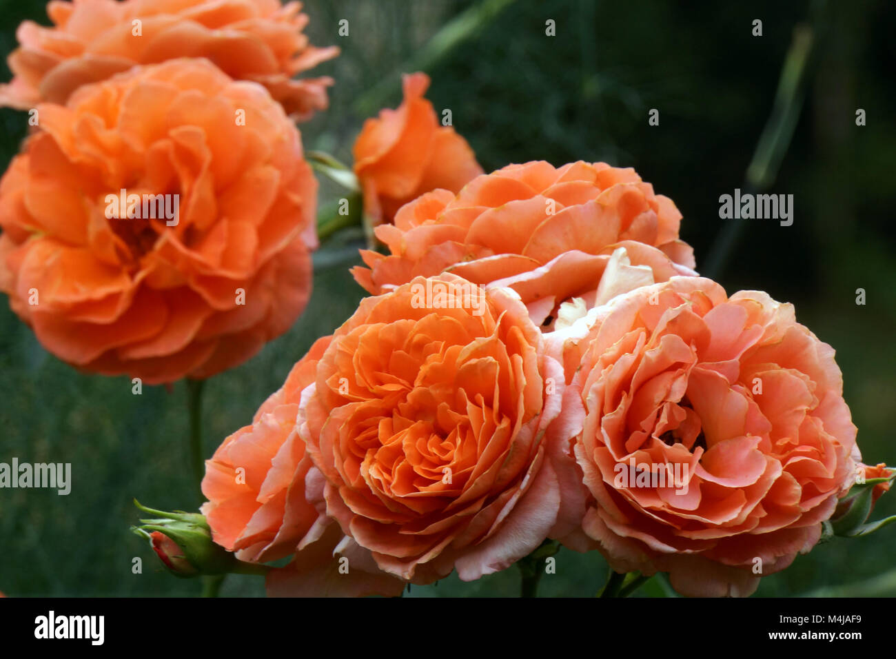 orange shrub rose Stock Photo - Alamy