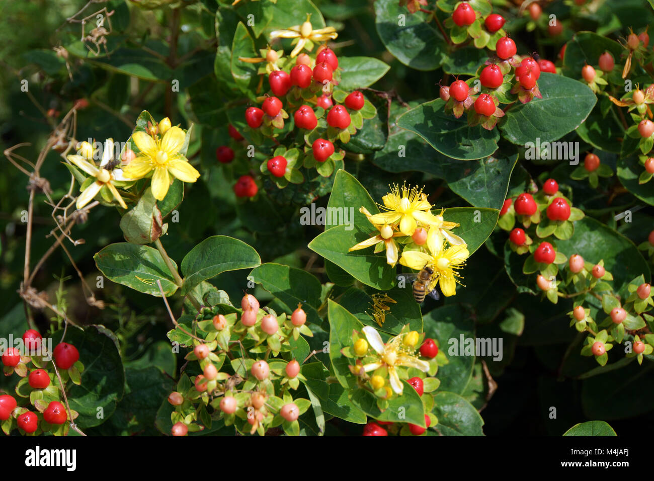 Hypericum spec hi-res stock photography and images - Alamy