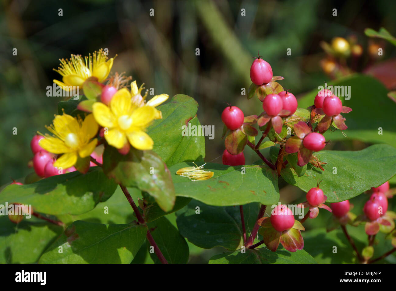 Hypericum spec hi-res stock photography and images - Alamy