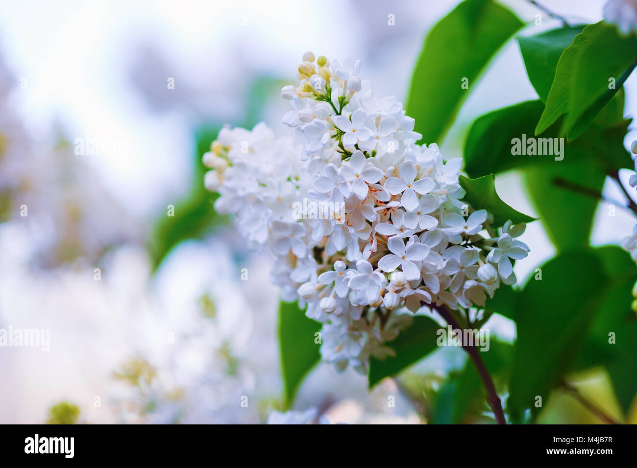 White and lilac hi-res stock photography and images - Alamy