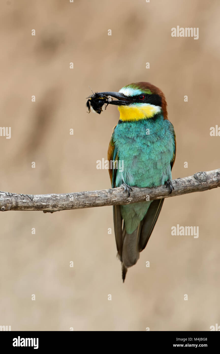 Bee eater on branch in hi-res stock photography and images - Alamy