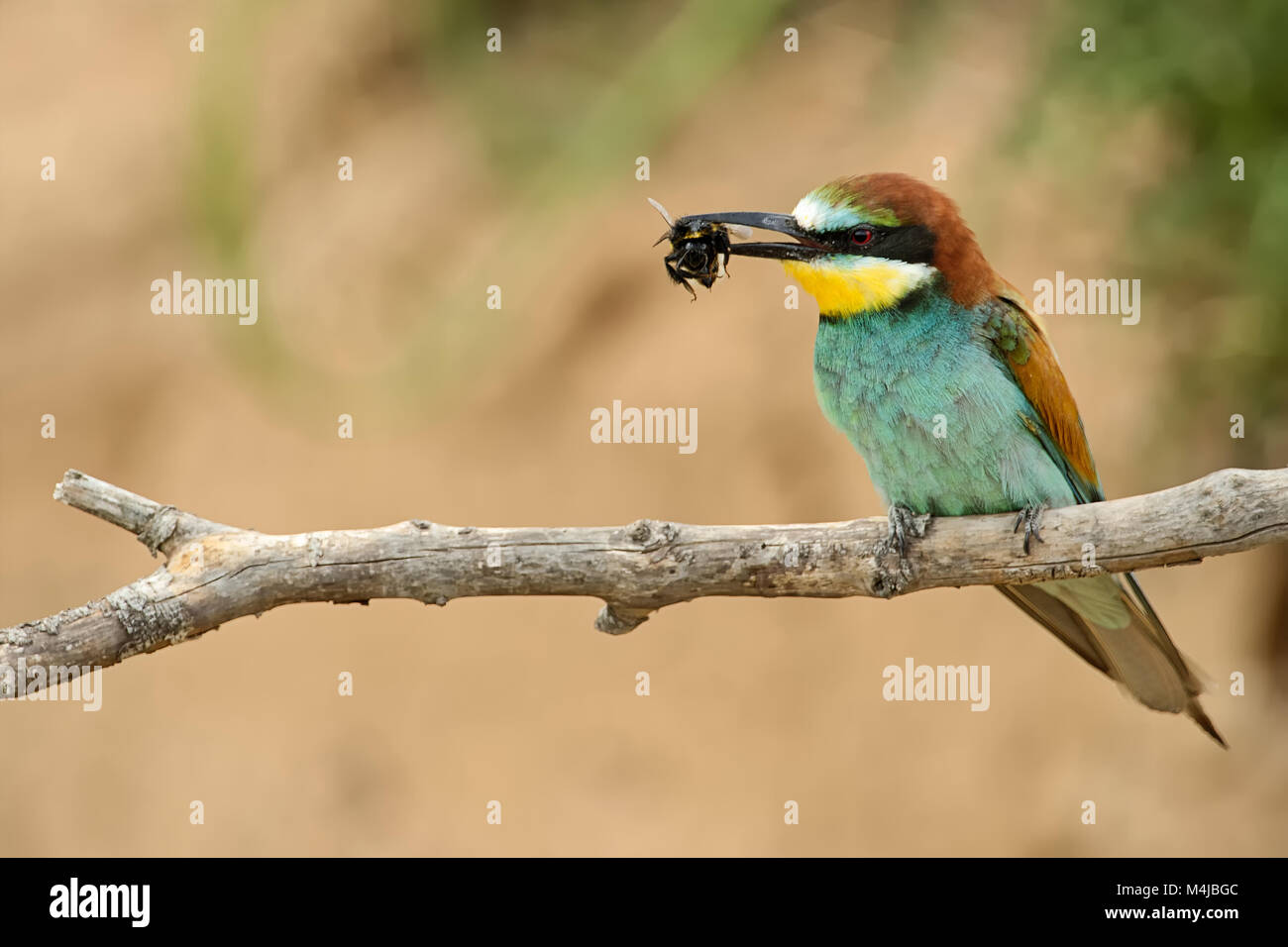 Prey on birds hi-res stock photography and images - Alamy