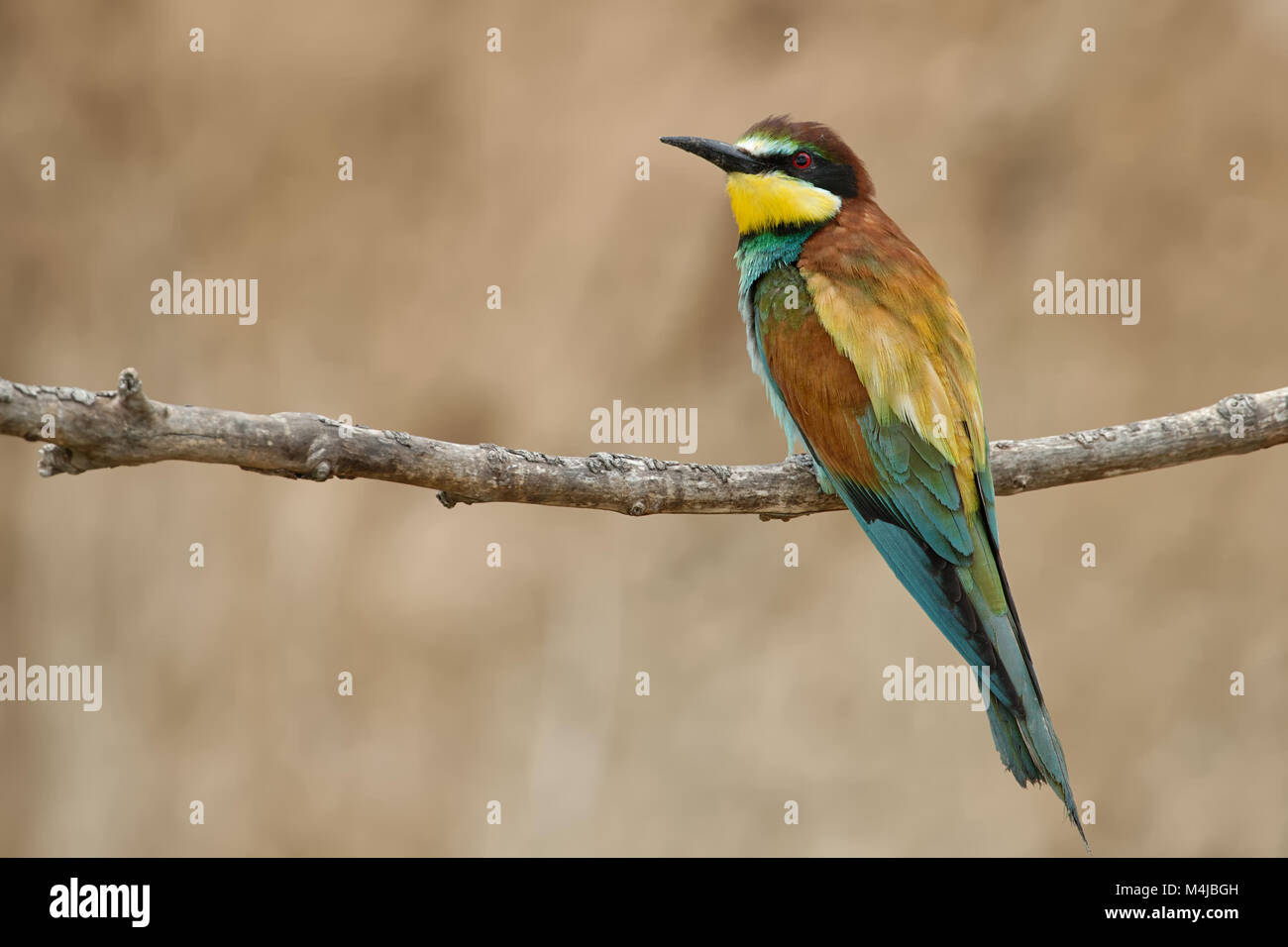 Bee eater on branch in hi-res stock photography and images - Alamy