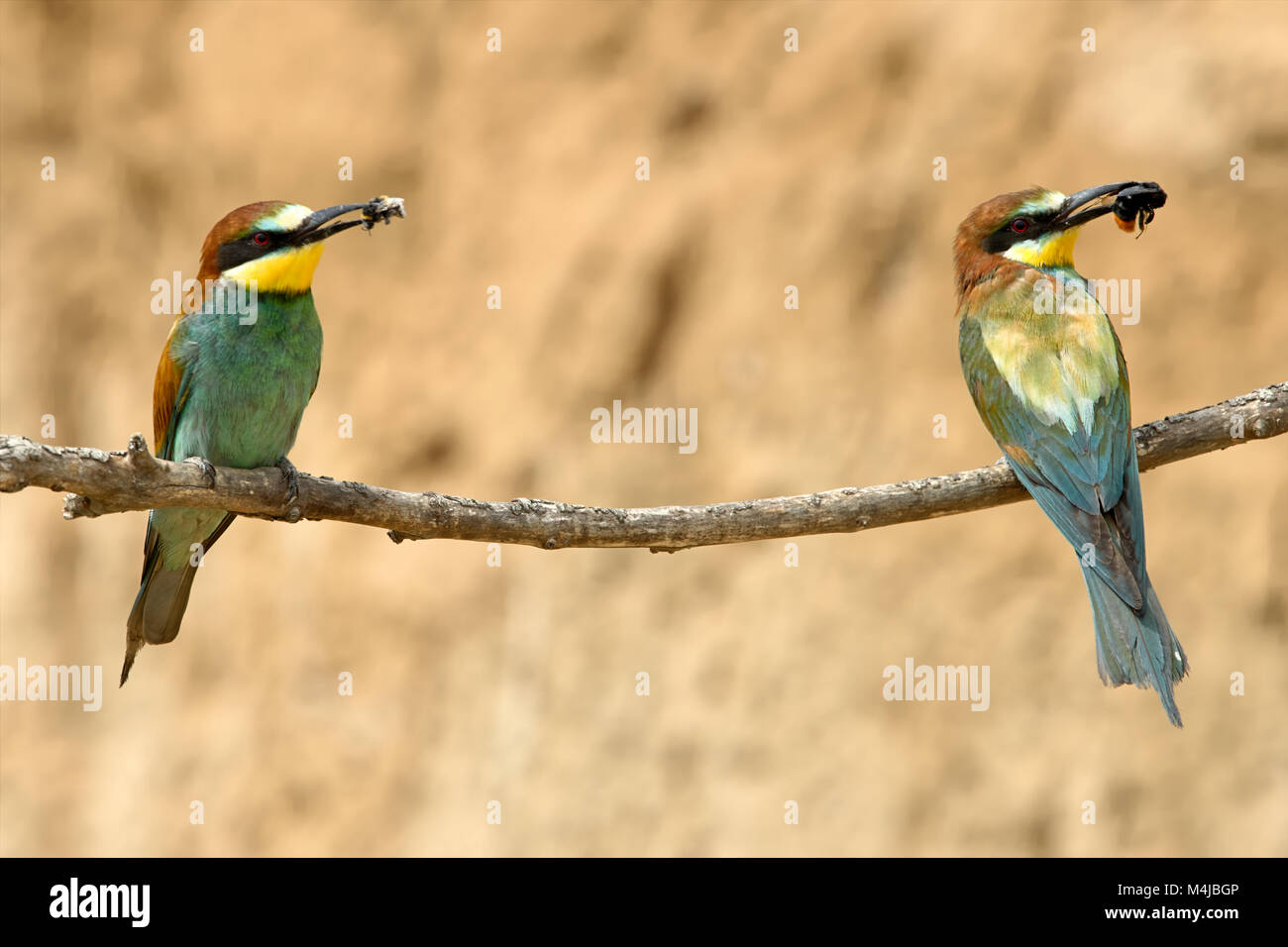 Bee eater in flight with prey hi-res stock photography and images - Alamy