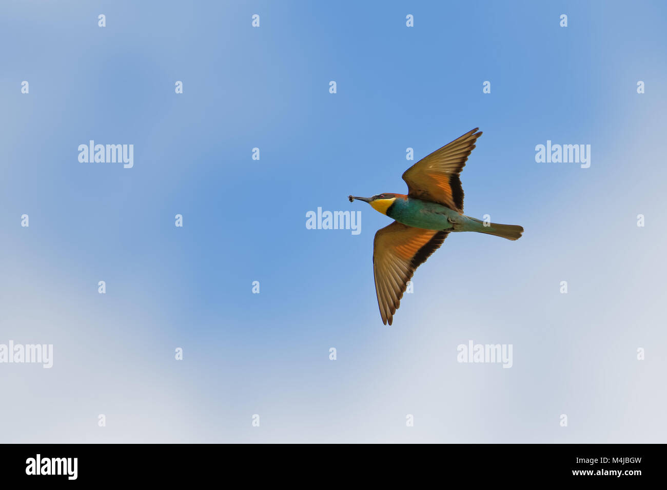 Flying with twig hi-res stock photography and images - Alamy