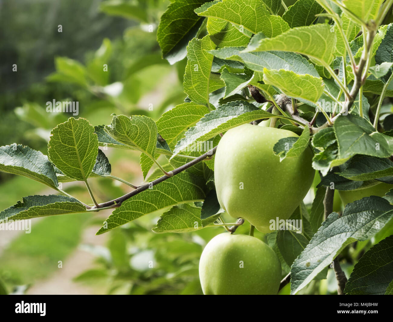 green apples on the tree Stock Photo - Alamy