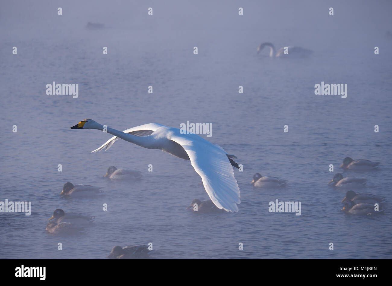 Swans fly in mist on altai lake Svetloe Stock Photo - Alamy