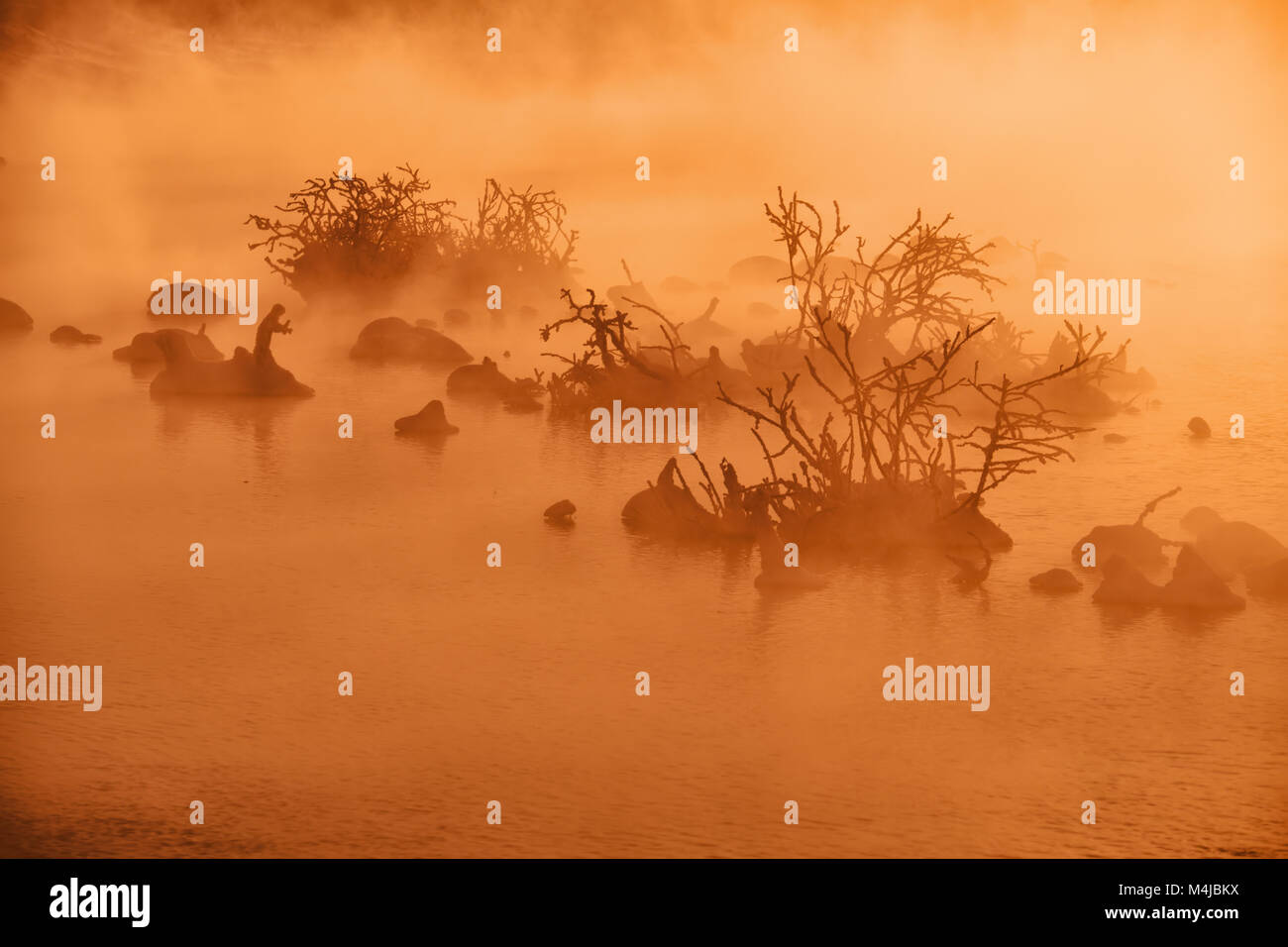Snags in river water early hi-res stock photography and images - Alamy