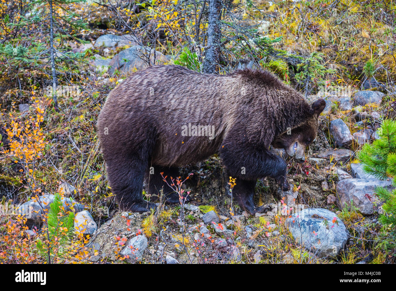 Food found in nature hi-res stock photography and images - Alamy