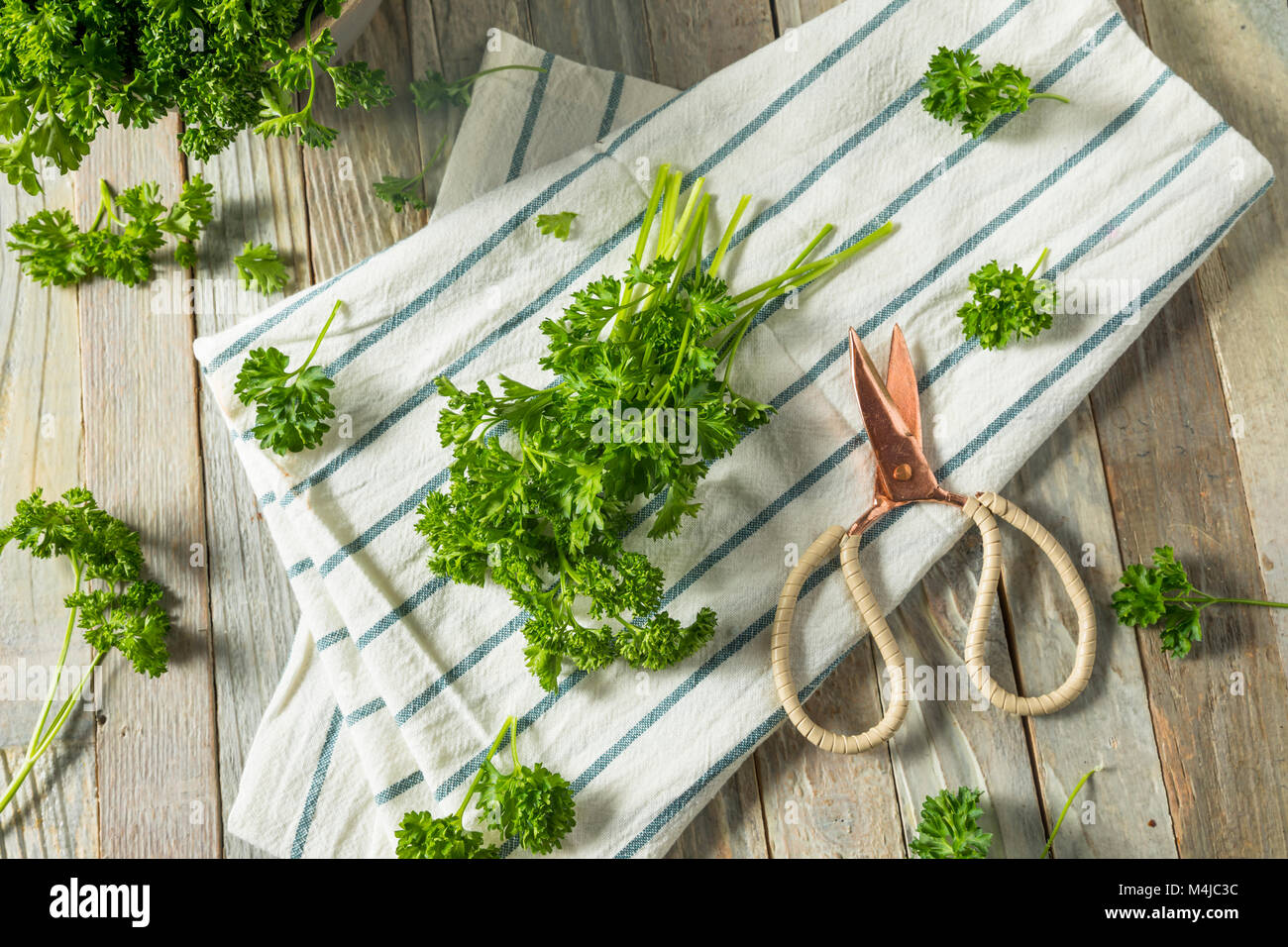 Raw Green Organic Curly Parsley Ready to Cook With Stock Photo - Alamy
