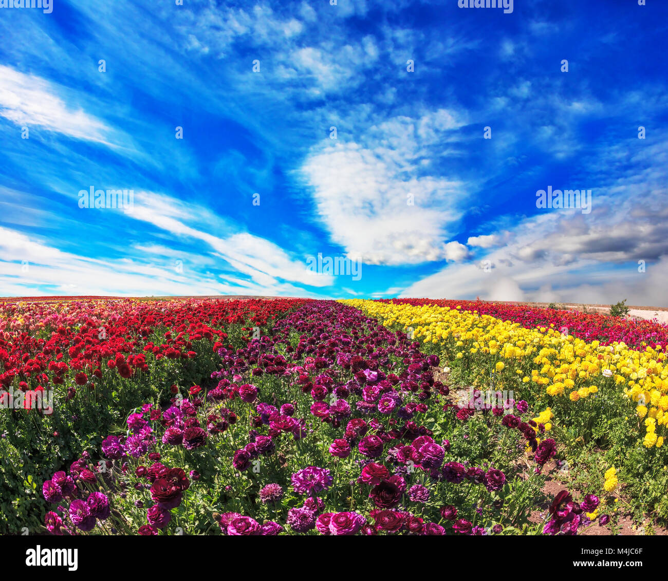 Large and field hi-res stock photography and images - Alamy