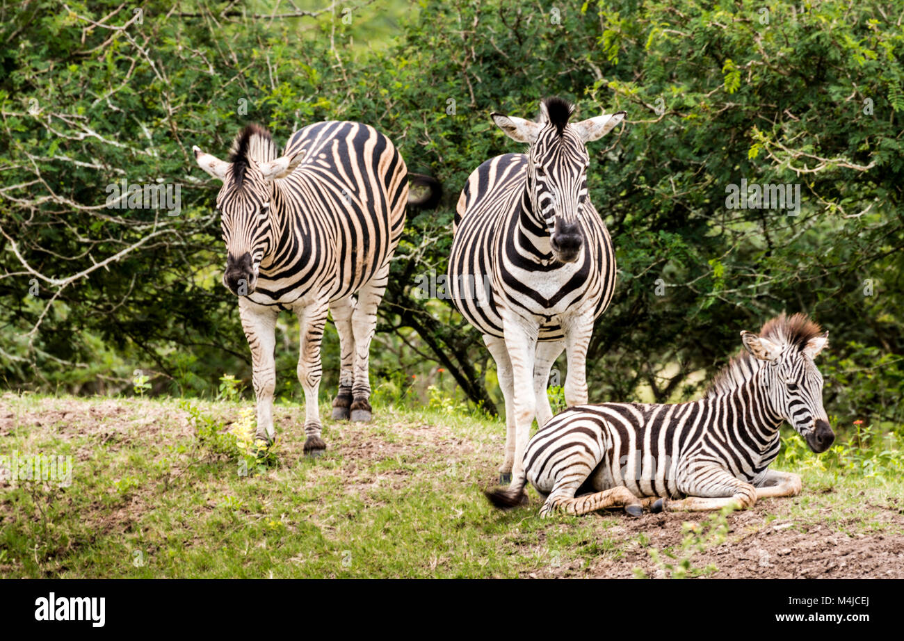 the burchell's zebras ,Equus burchellii, in the Kruger national park ...