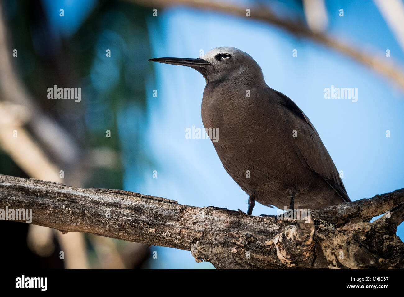 Brown noddy (Anous stolidus pileatus), Bird Island, Seychelles Stock ...