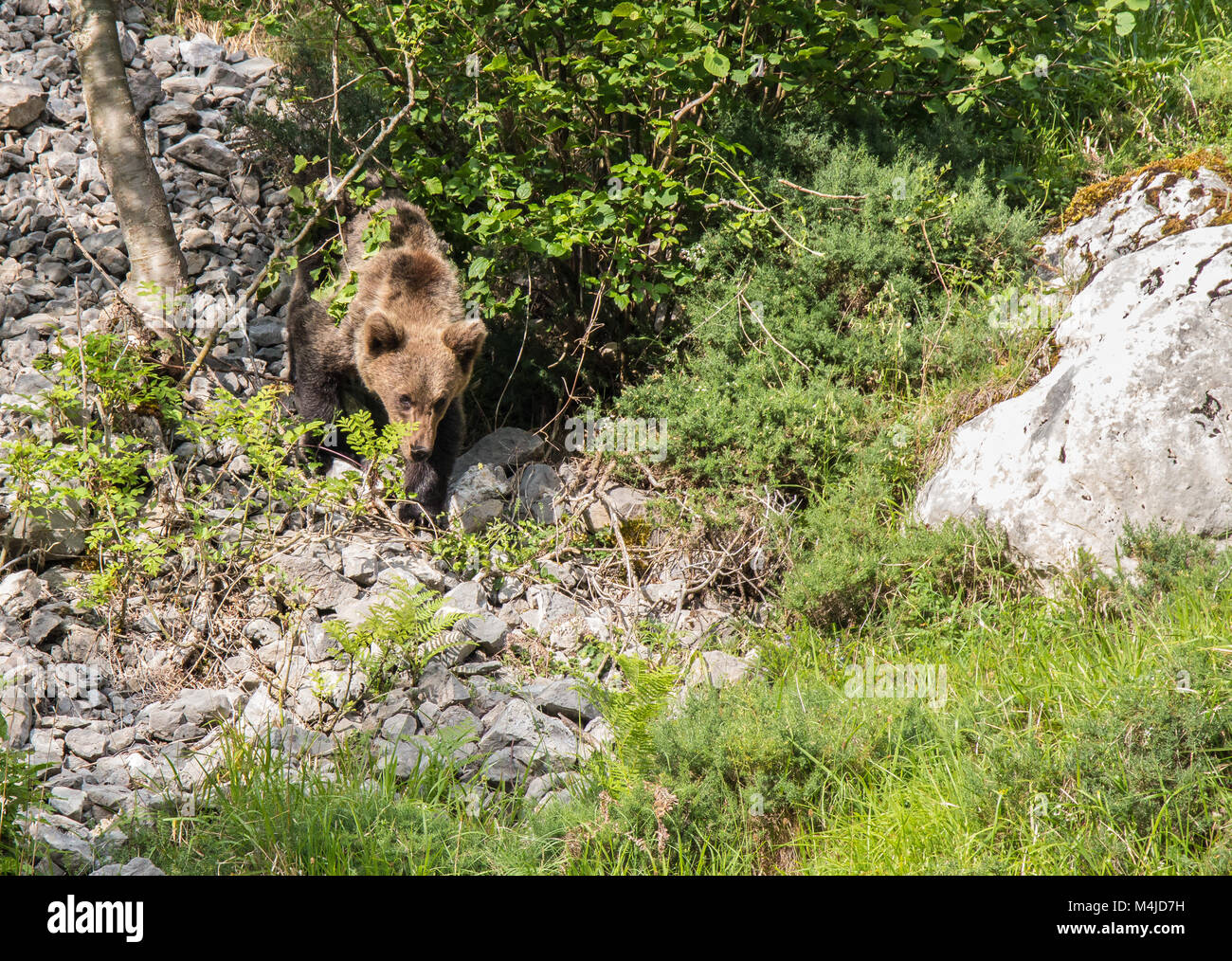 Kodiak brown bear mountain hi-res stock photography and images - Alamy