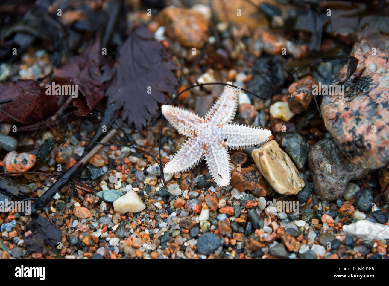 Small sea star, probably Asterias rubens, washed up on the beach in ...