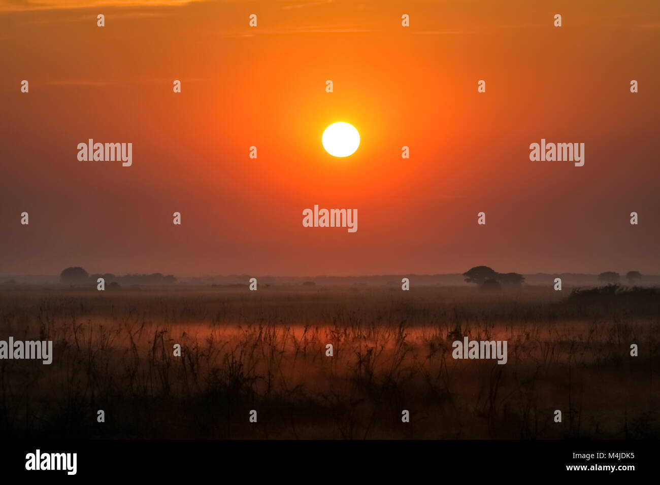 Pantanal wetlands hi-res stock photography and images - Alamy