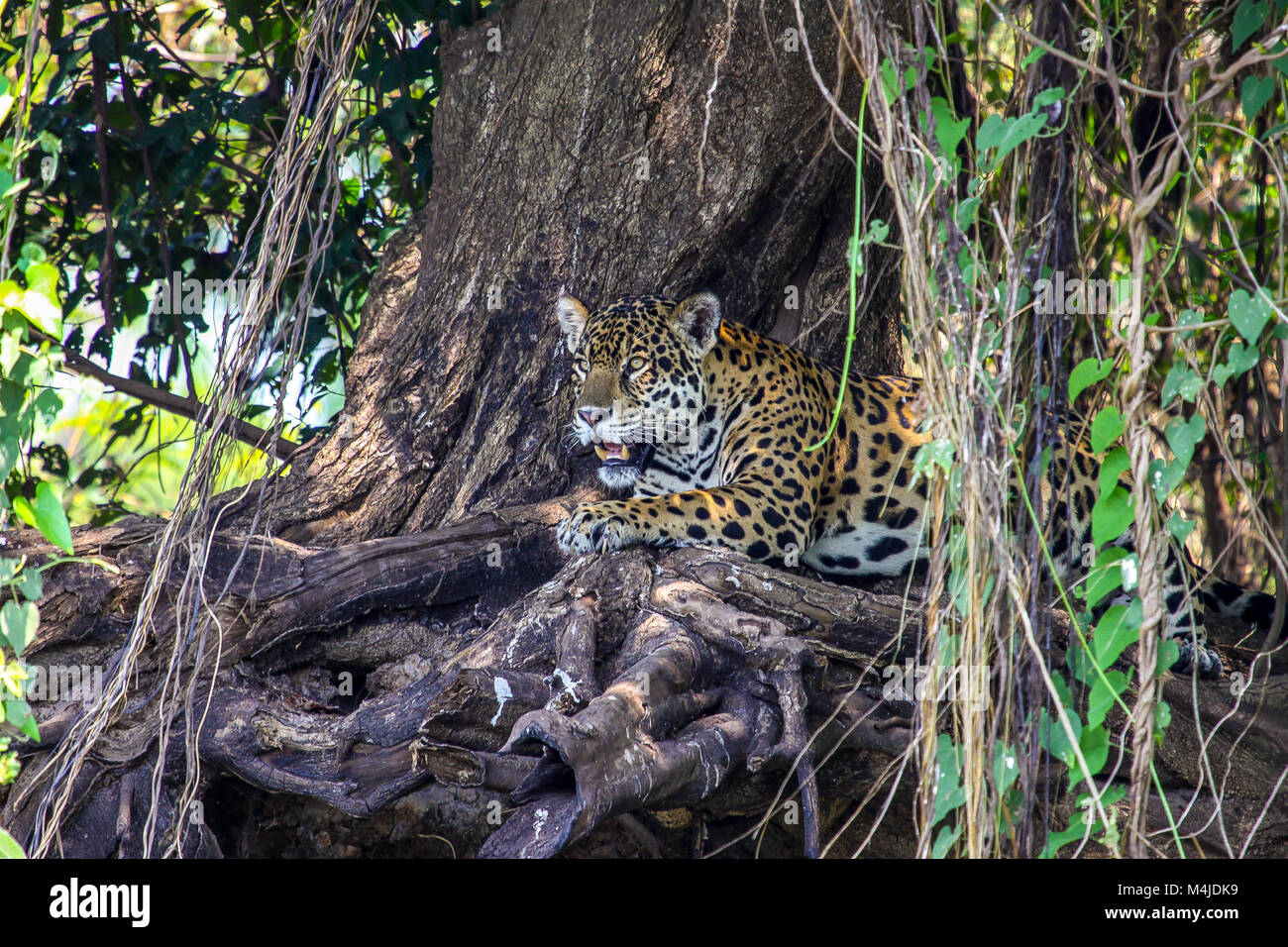 Jaguar resting in the shadow, Pantanal, Brazil Stock Photo - Alamy