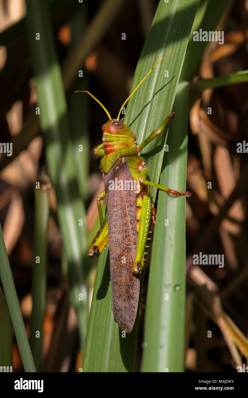 Tropical grasshopper in the Amazon rainforest, Brazil Stock Photo - Alamy