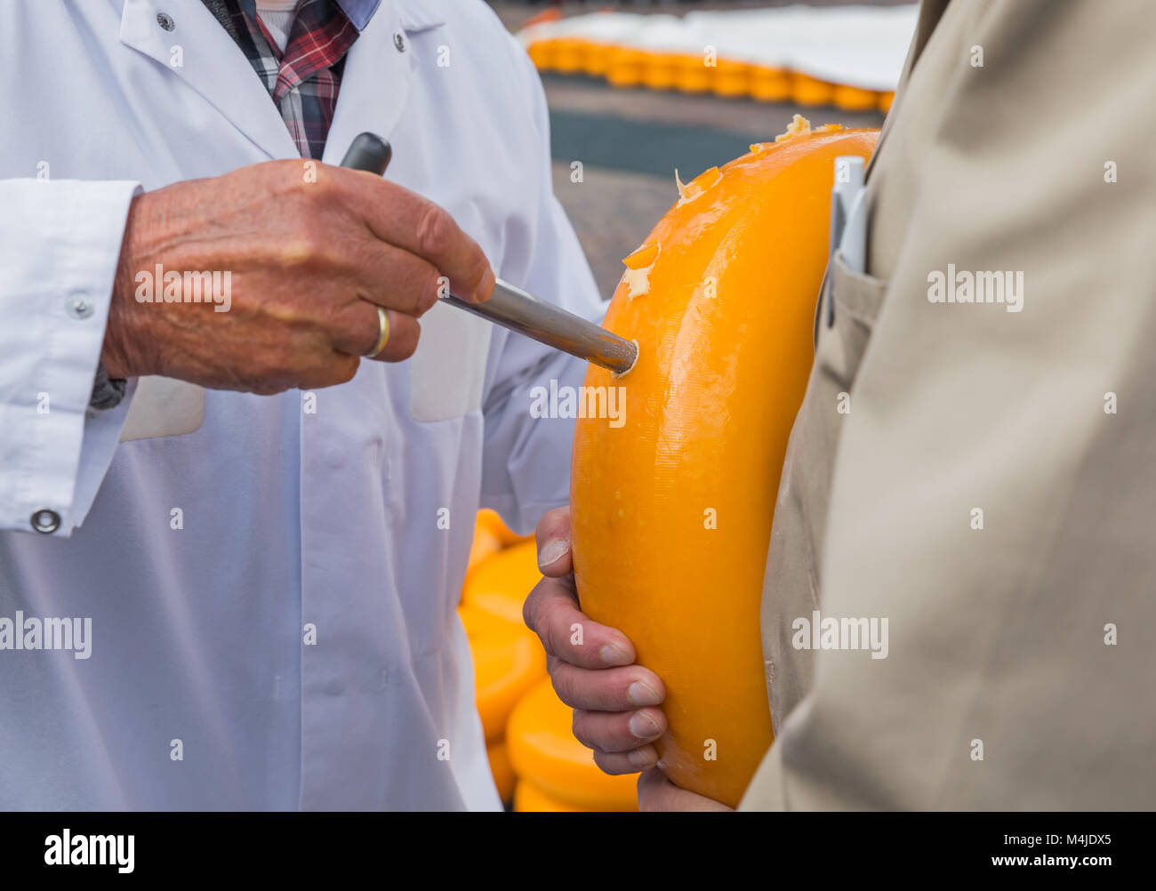 Cheese degustation at traditional cheese market - Alkmaar Netherlands ...