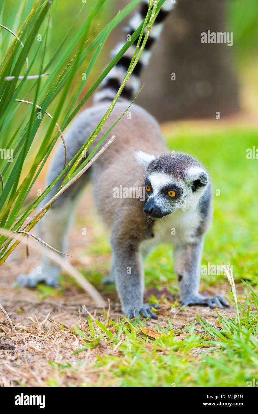 Portrait of Ring-tailed Lemur, native to Madagascar, with long, black ...