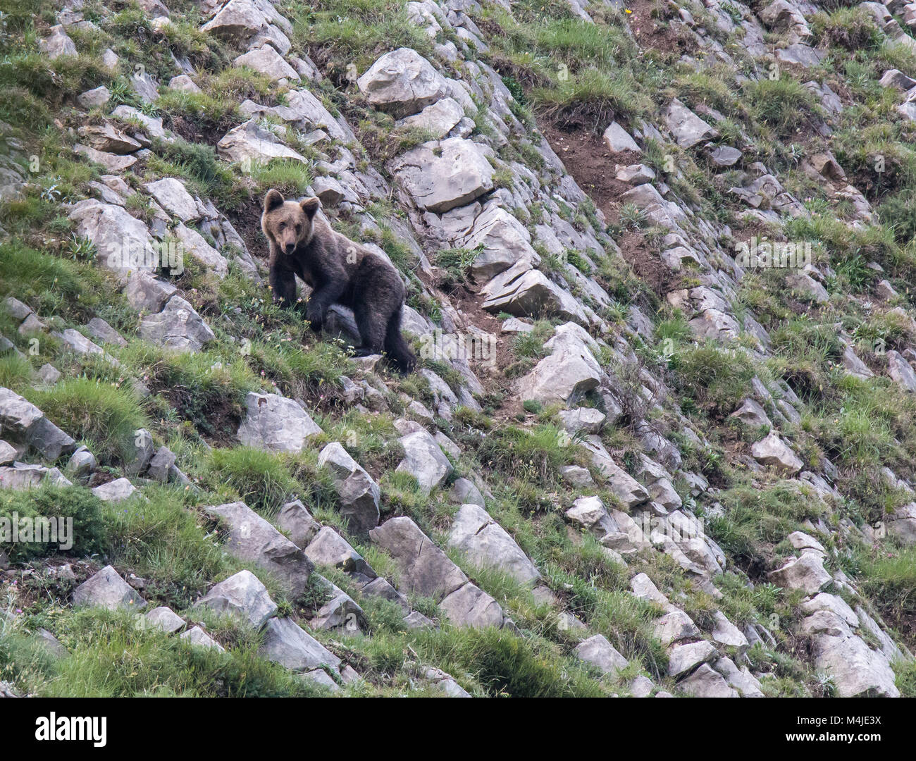 brown bear in Asturian lands, descending the mountain in search of ...