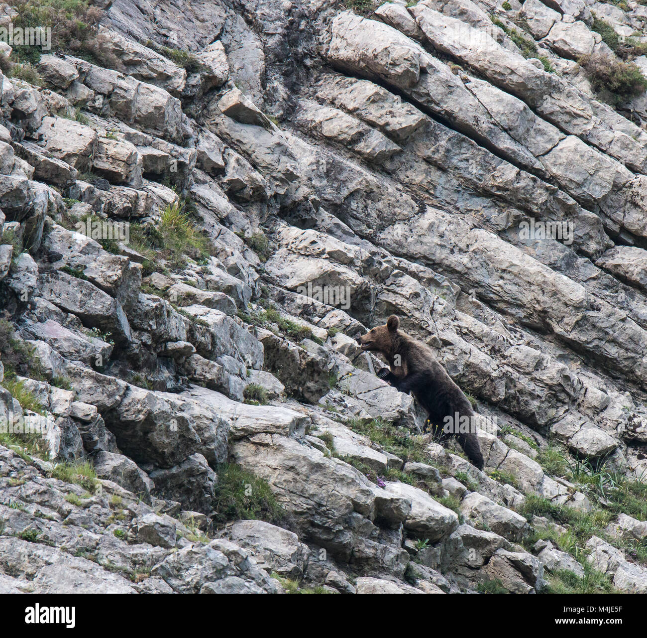 brown bear in Asturian lands, descending the mountain in search of ...