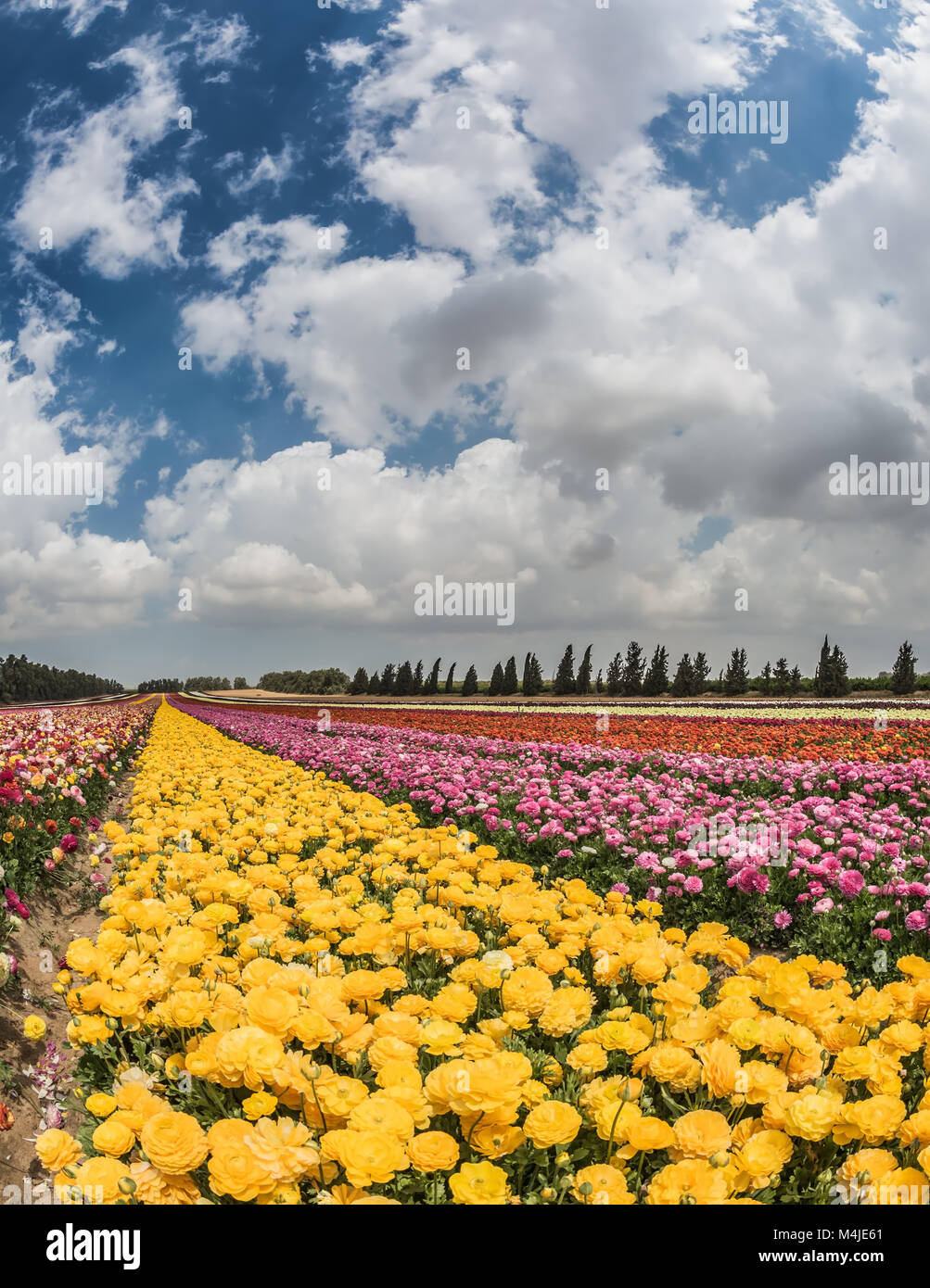 Windy spring day in the kibbutz Stock Photo - Alamy