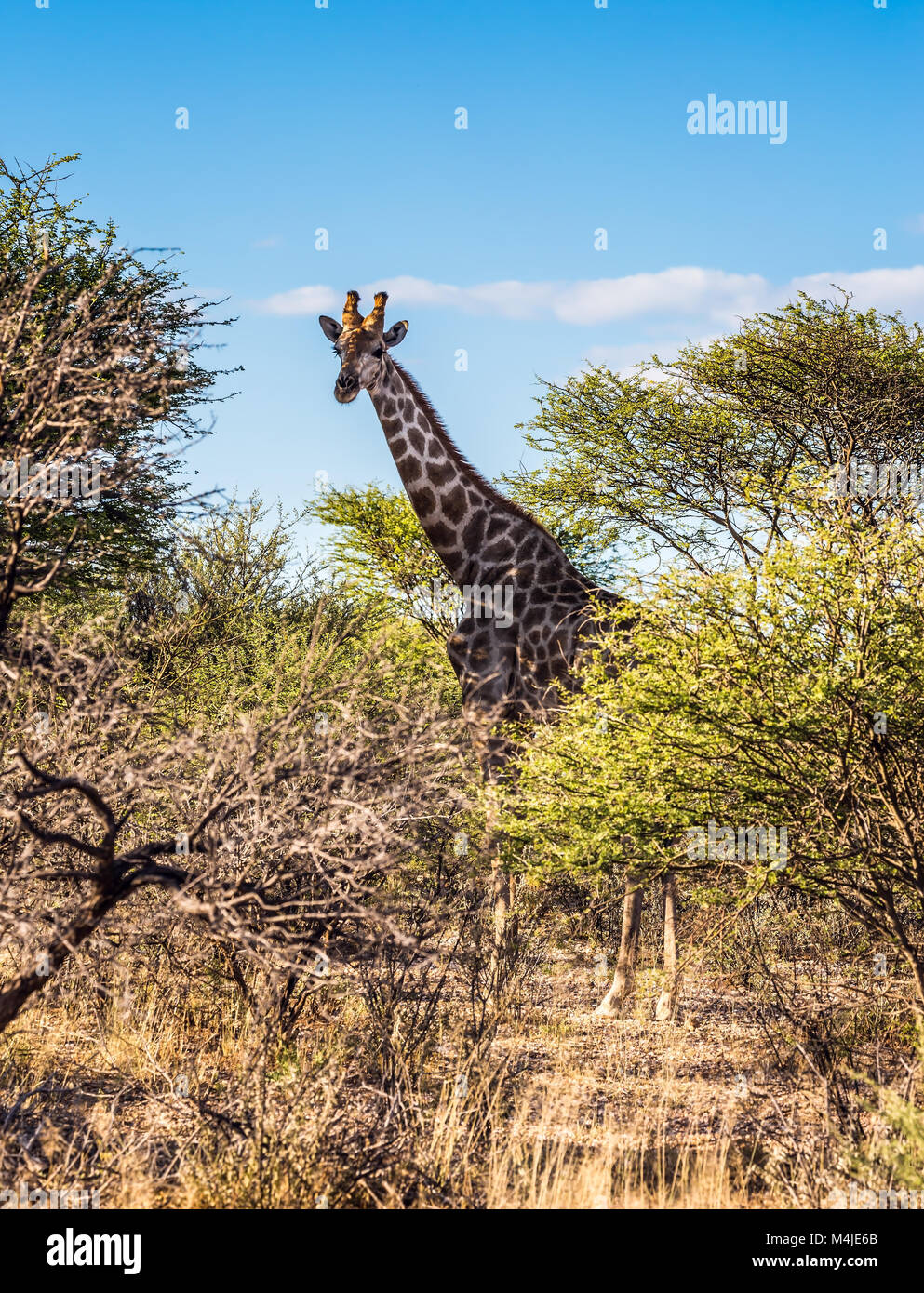 Giraffe grazing in the bush Stock Photo - Alamy