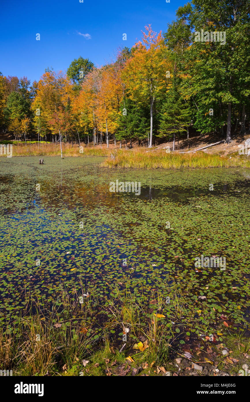 Red orange autumn foliage hi-res stock photography and images - Alamy