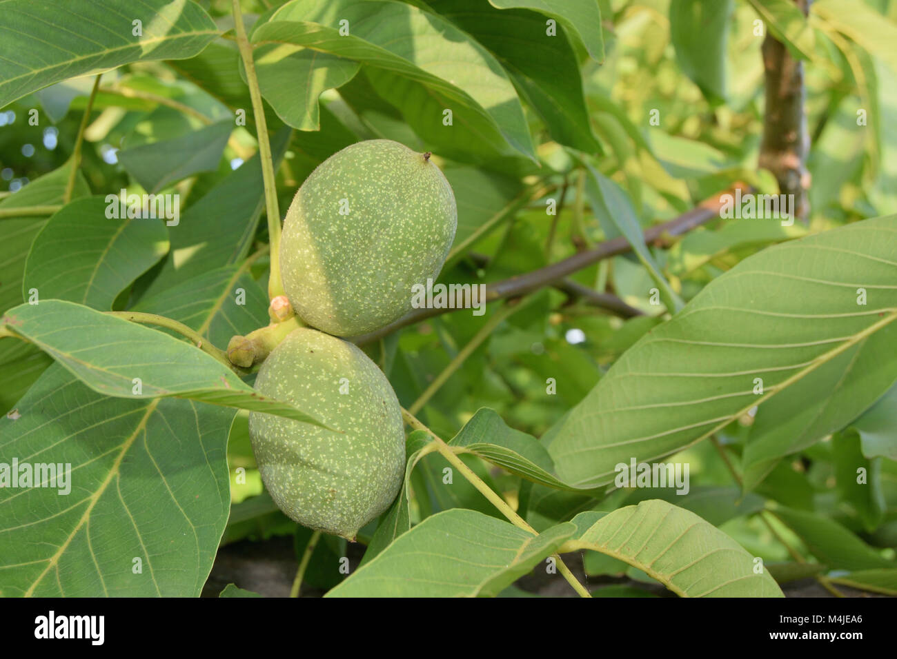 Nuts on tree hi-res stock photography and images - Alamy