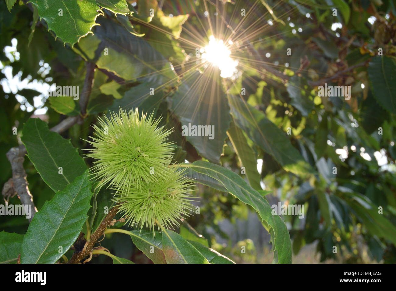 Curly tree hi-res stock photography and images - Alamy