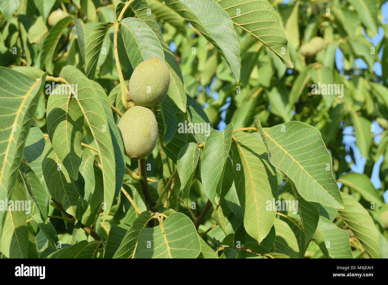 Nuts on tree hi-res stock photography and images - Alamy