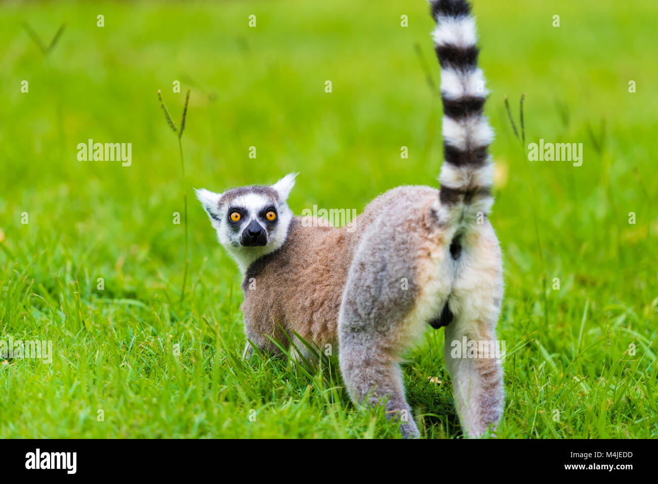 Portrait of Ring-tailed Lemur, native to Madagascar, with long, black ...