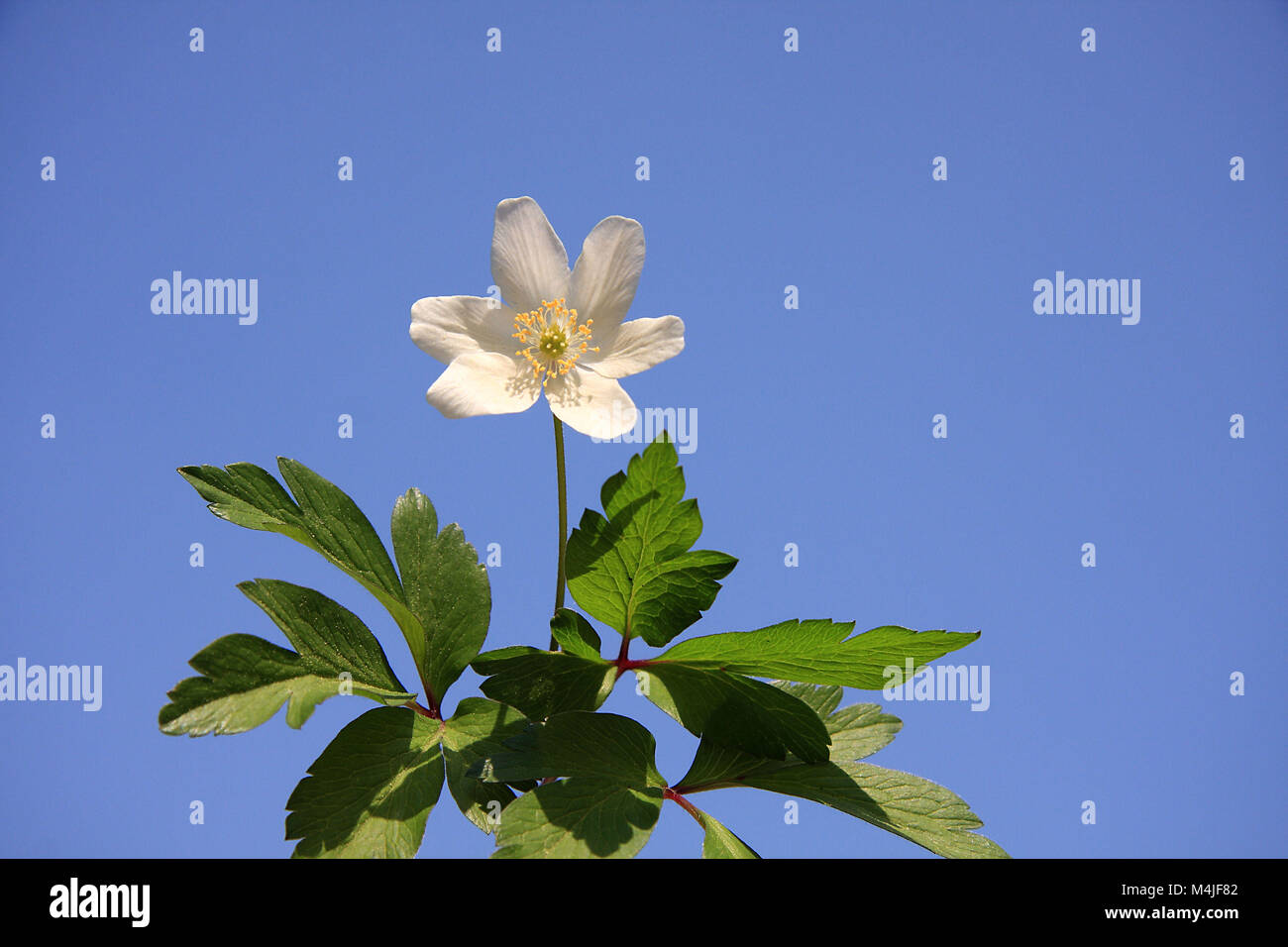 Thimble Weed High Resolution Stock Photography and Images - Alamy