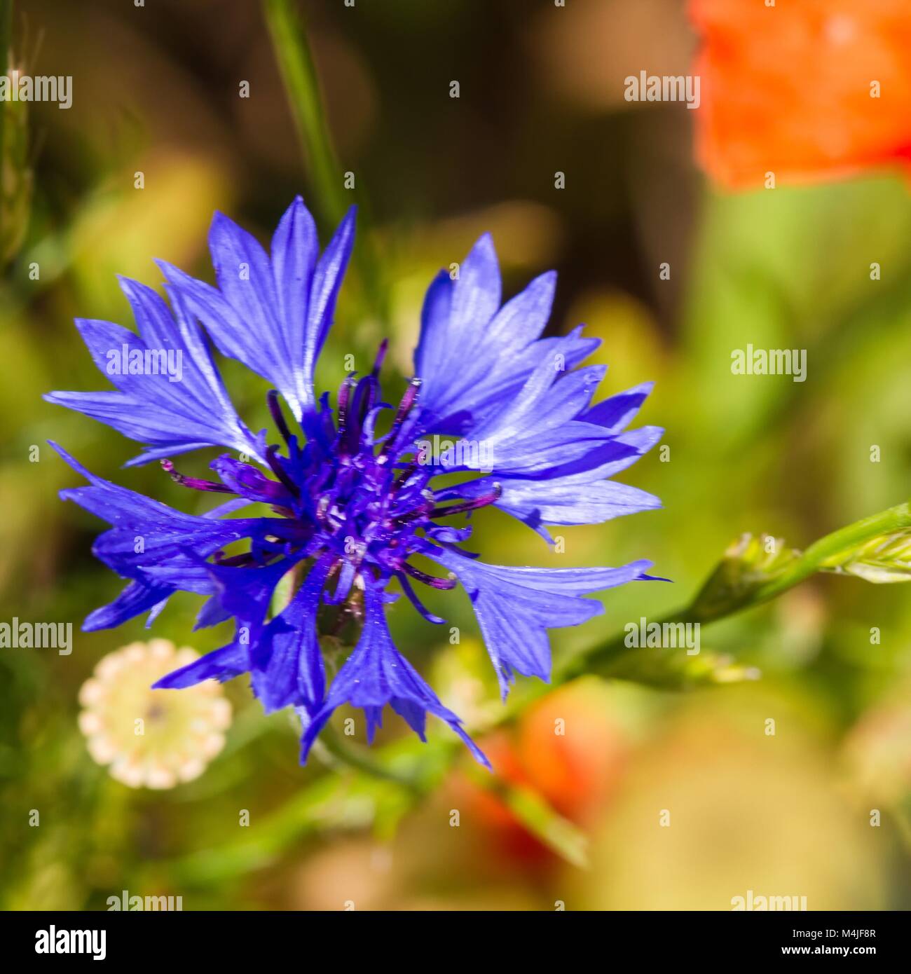 Close up blue blossom cornflower hi-res stock photography and images ...