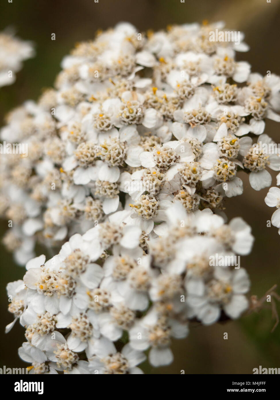 Yarrow Flower Close Up
