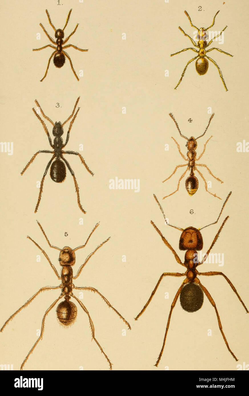 Ants, bees, and wasps. A record of observations on the habits of the ...