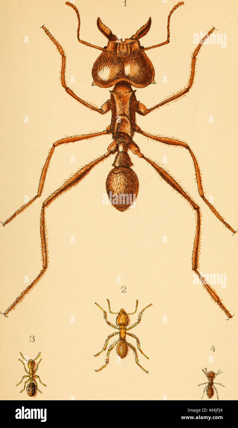 Ants, Bees, and Wasps (1911) documents the behaviors and social ...