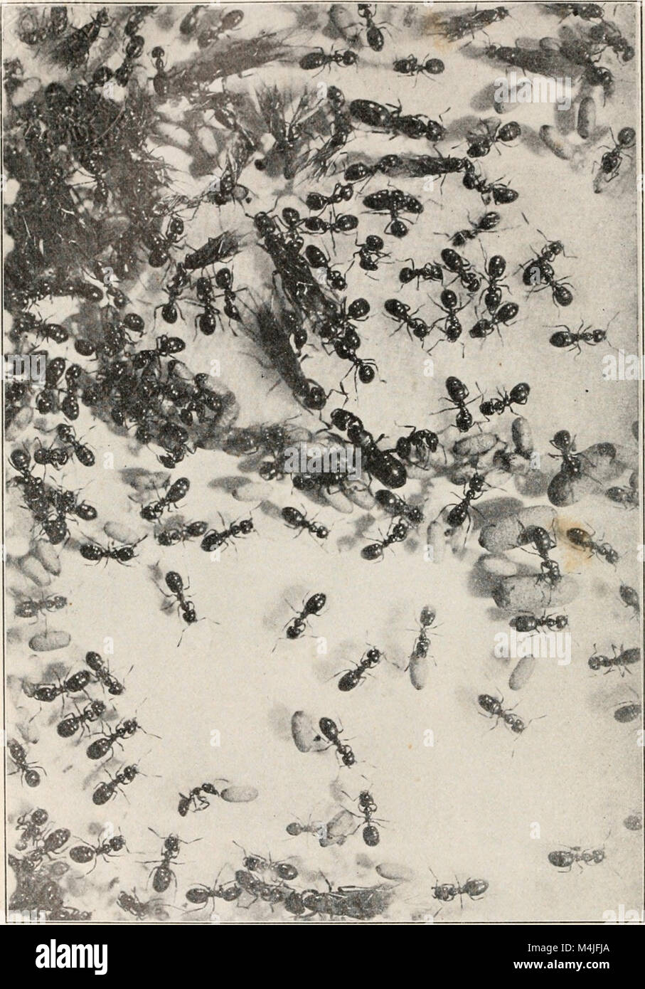 Ants: Their Structure, Development, and Behavior (1910) explores the ...