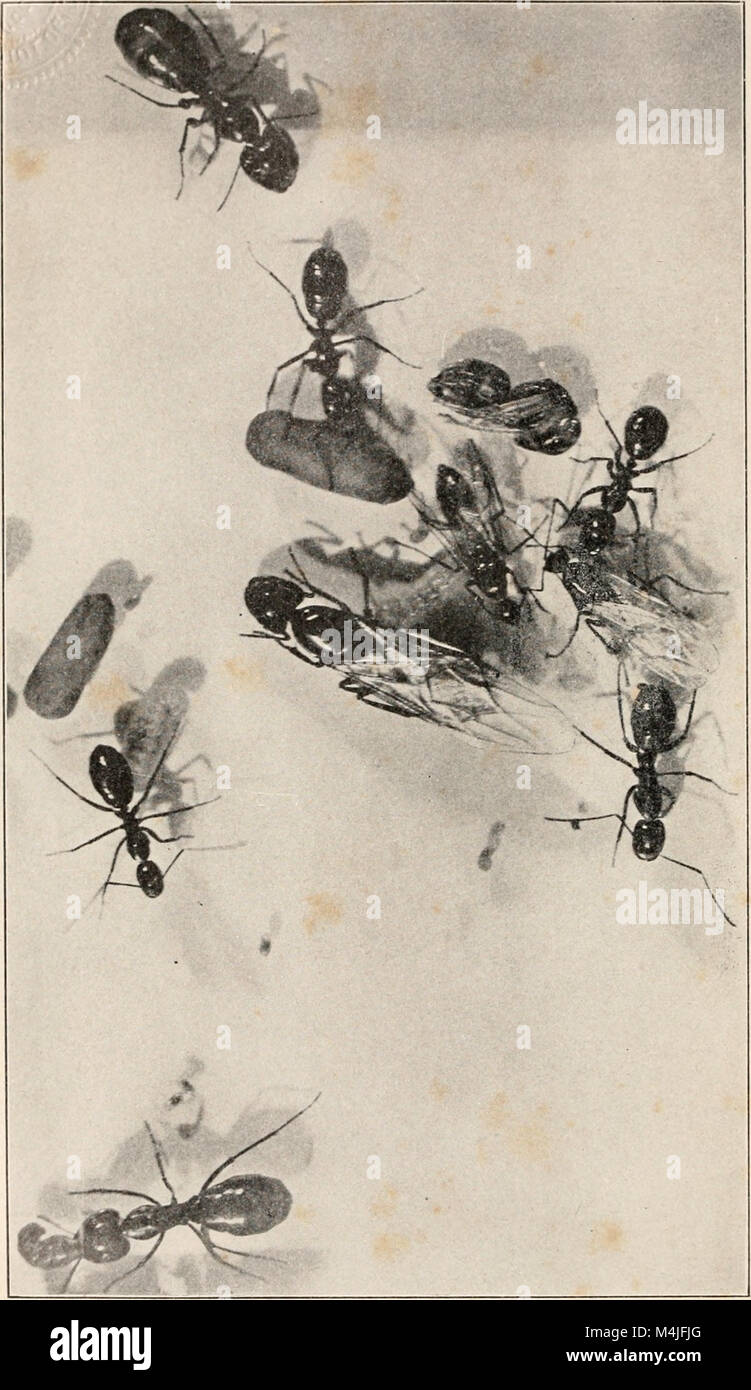 Ants; their structure, development and behavior (1910) (14780950831 ...