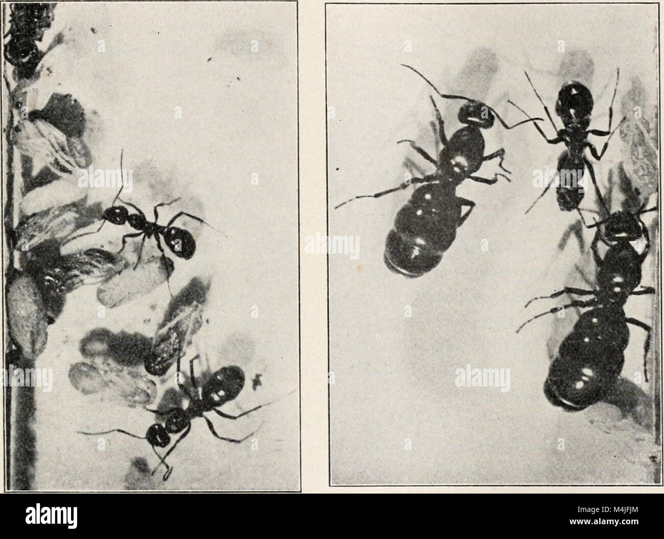 Ants; their structure, development and behavior (1910) (14781912494 ...