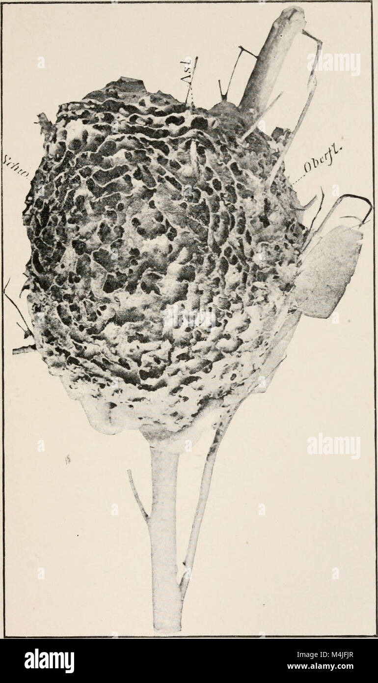 This 1909 study examines the social structure and governance of ant ...