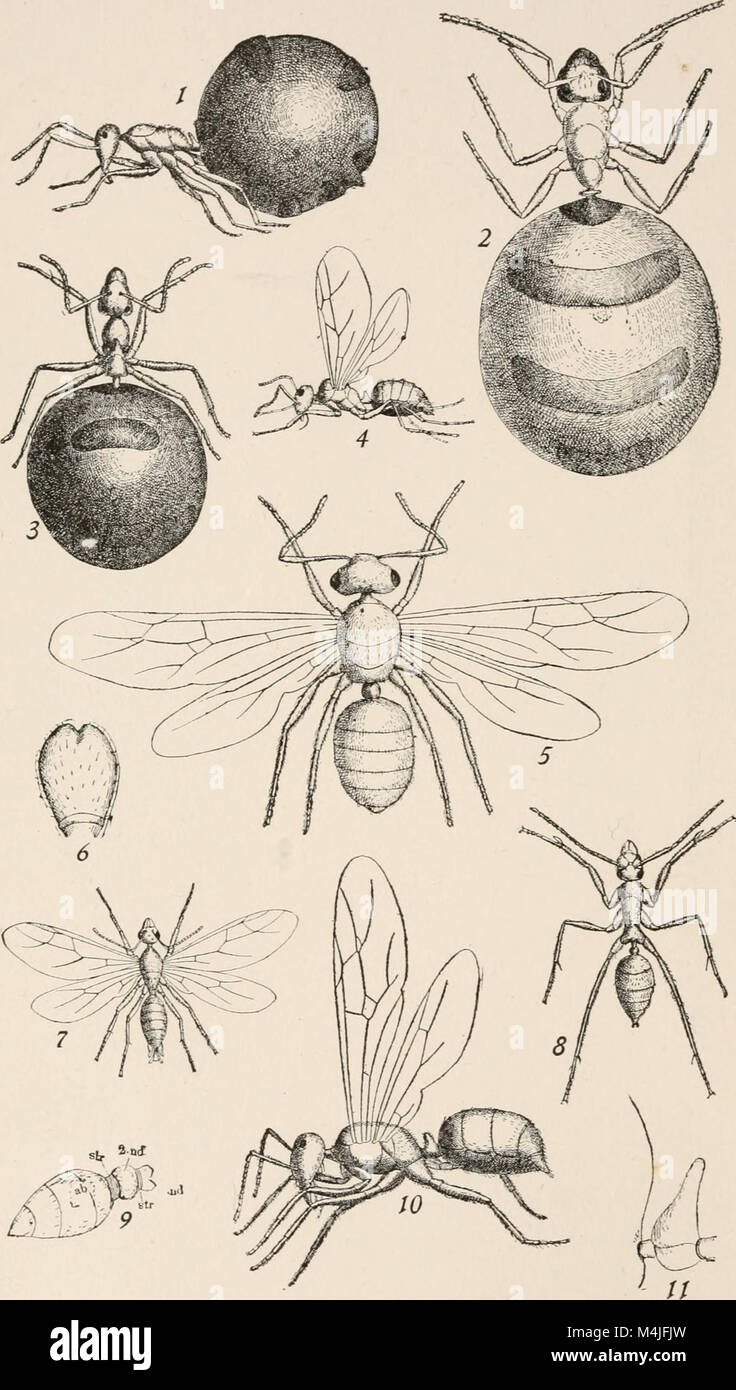 Ant communities and how they are governed; a study in natural civics ...